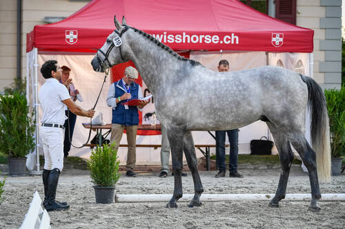 D'où viennent nos chevaux ? Les bases de l'élevage